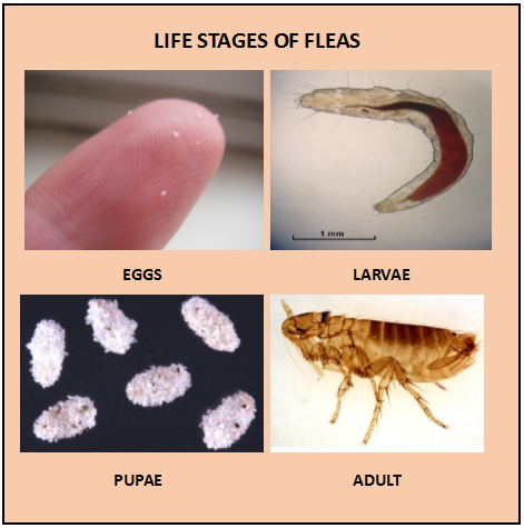 Fleas | Tea Tree Gully Veterinary Hospital